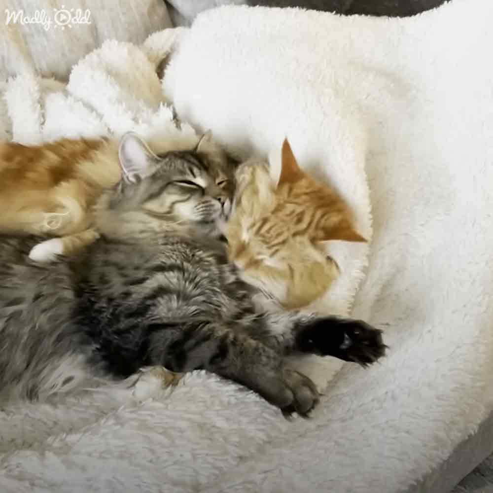 Cats sprint like the Tokyo-drift race cars to their food bowls ...