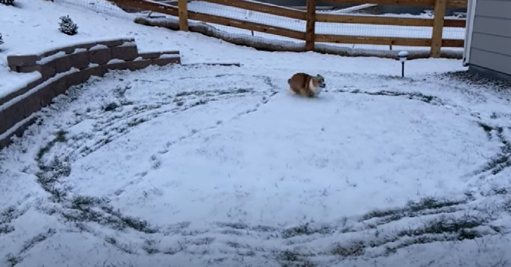Excited Corgi Runs Circles After Seeing Snow For The Very First Time ...